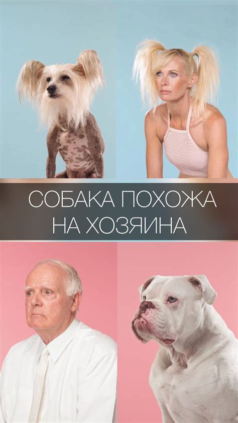 Викки Французский Бульдог🐶 Продолжаем брать ВСЕ от этой зимы🏂🤪🐕 Instagram