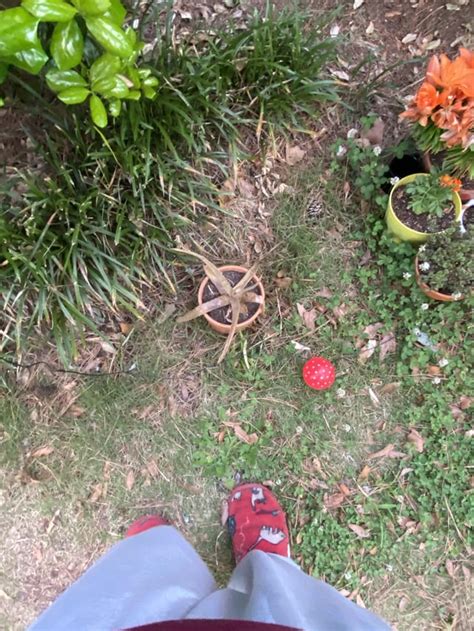 Emergency Aloe Dead Or Nah Rplantclinic