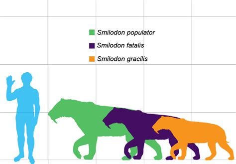 Smilodon The Saber Tooth Tiger Size And Characteristics