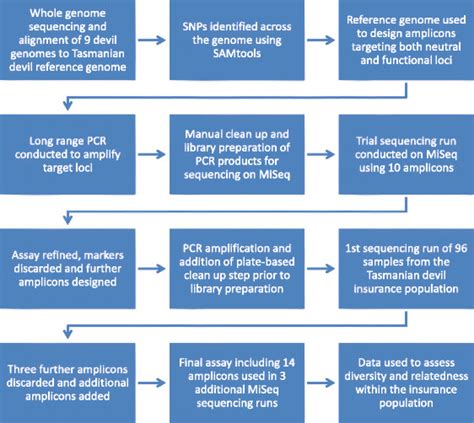 Workflow Of The Development Of SNP Based Genotyping Assay Download Scientific Diagram