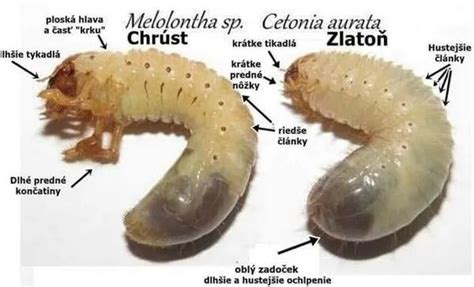 Co To Je Za škodcov Záhrada Modrastrechask