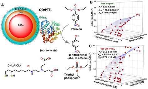 Nanoparticle Enhancement Of Enzyme Activity A Schematic Of A Download Scientific Diagram
