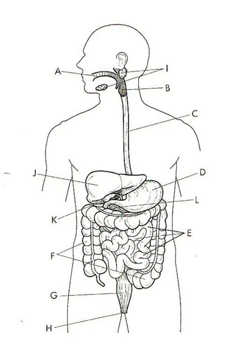 Digestive System Diagram Unlabeled Digestive System Diagram Digestive System Worksheet Human