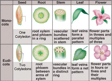 Biology Plants Quiz Flashcards Quizlet