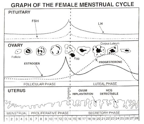 Female Cycle Chart A Visual Reference Of Charts Chart Master