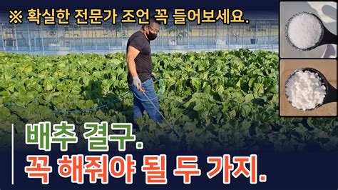 배추 결구 이것 두 가지 제대로 줘보세요 놀라운 효과를 볼 수 있습니다 Youtube