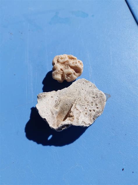 Marine Fossils Found In Queensland Australia Rfossilid