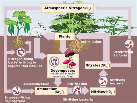 Human Impact On The Nitrogen Cycle Alchetron The Free Social