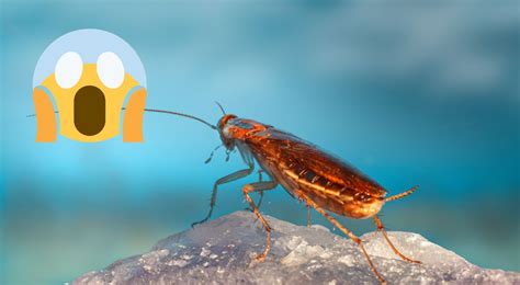 ¿es Verdad Que La Cucaracha Puede Vivir Sin Cabeza Por Semanas Aquí Te Contamos