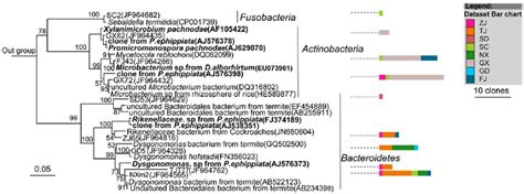 Neighbour Joining Tree Representing Bacteroidetes Fusobacteria And