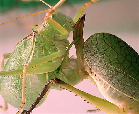 Paracyrtophyllus Robustus Mating Paracyrtophyllus Robustus Bugguide Net