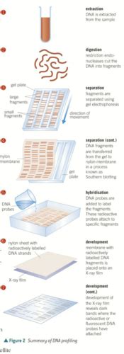 Manipulating Genomes Flashcards Quizlet