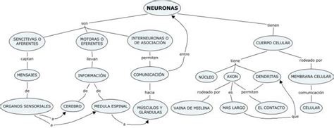 Tejido Conectivo Mapa Conceptual Atra