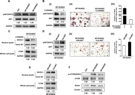 Runx2 Regulated Oc Differentiation Through The Aktnfatc1ctsk Axis A