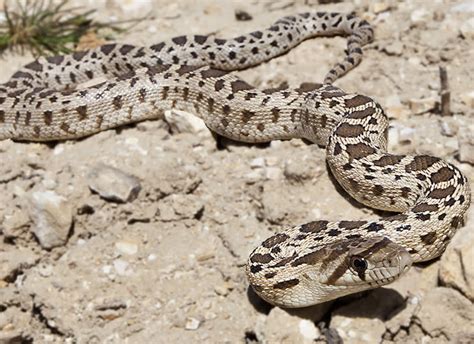 Gopher Snake Care Guide Diet Enclosure And Heating Essentials
