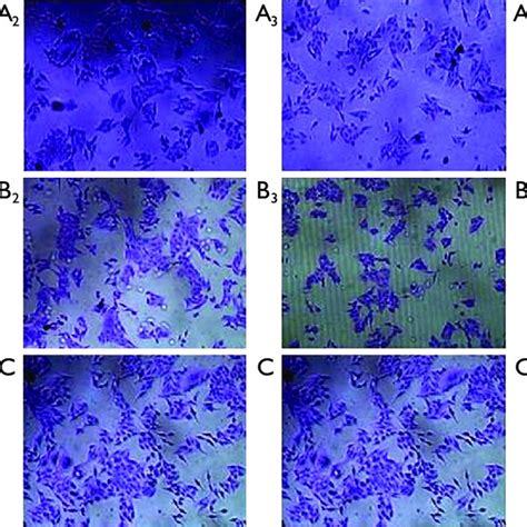 The Ir Spectra Of A Poly β Cyclodextrin B Poly Gtac β Cd And C Download Scientific