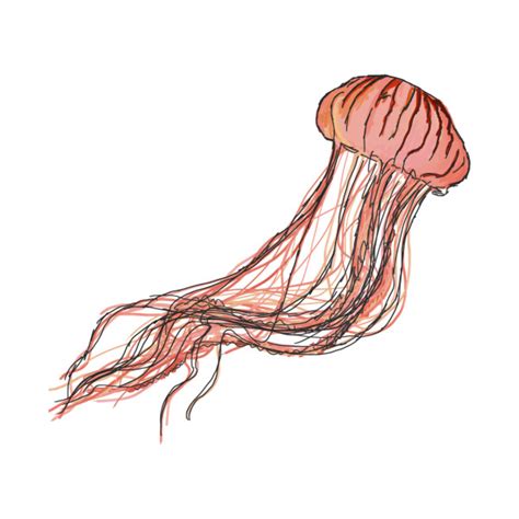 Box Jellyfish Drawing Free Download On ClipArtMag