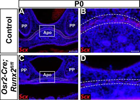 Figures And Data In Runx2 Twist1 Interaction Coordinates Cranial Neural