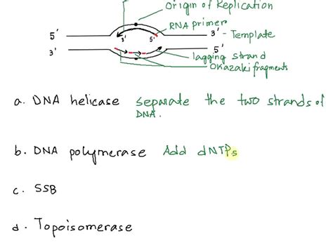 Solved Dna Replication Questions 1 Draw A Replication Fork Label The 5 And 3 Ends And The