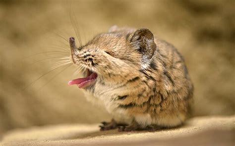 Cute Shrew