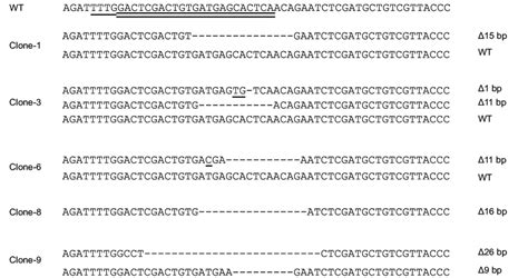 Genotypes Of Positive Clonal Colonies Containing Myostatin MSTN Gene Download Scientific