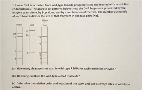 Solved 1 Linear Dna Is Extracted From Wild Type Lambda