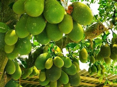 ចង់បានខ្នុរផ្លែរបៀបនេះទេ ចូរអនុវត្តន៏តាមបច្ចេកទេសទើបរកឃើញថ្មី Khmer Breaking News