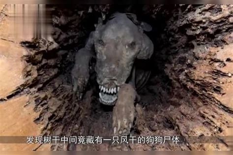 伐木工人砍倒一棵树，里面发现一只木乃伊狗，时隔60年才被发现！木乃伊伐木工人