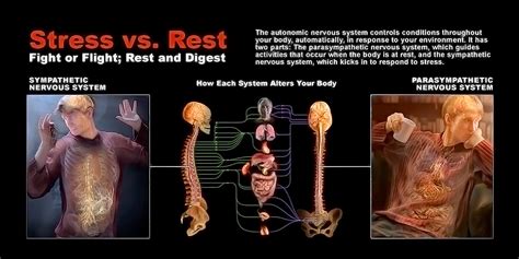 Autonomic Nervous System Anatomy