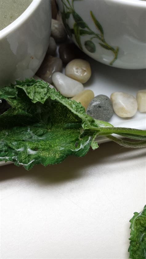 Whats Happening To My Hydrangea Leaves Gardendaze