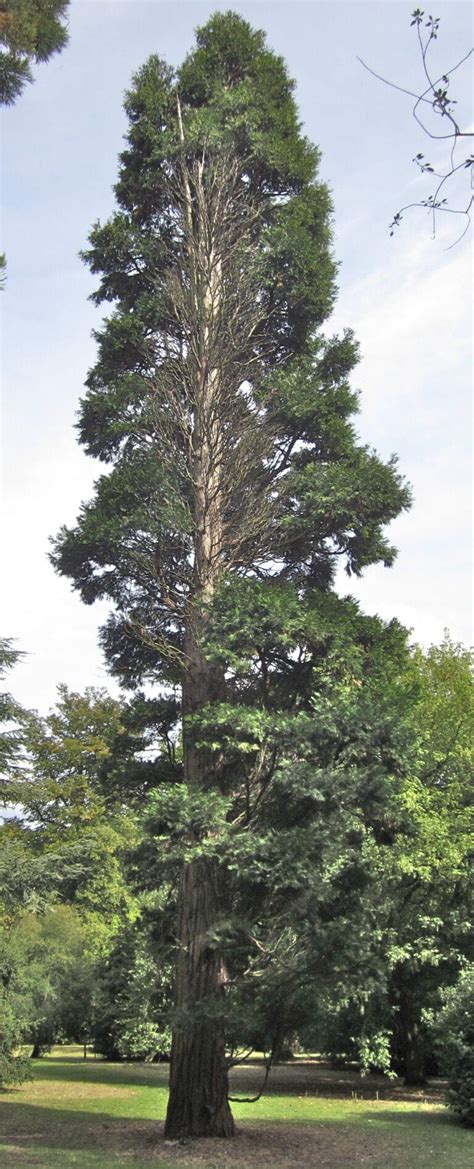 Incense Cedar Tree Guide Uk Incense Cedar Tree Identification