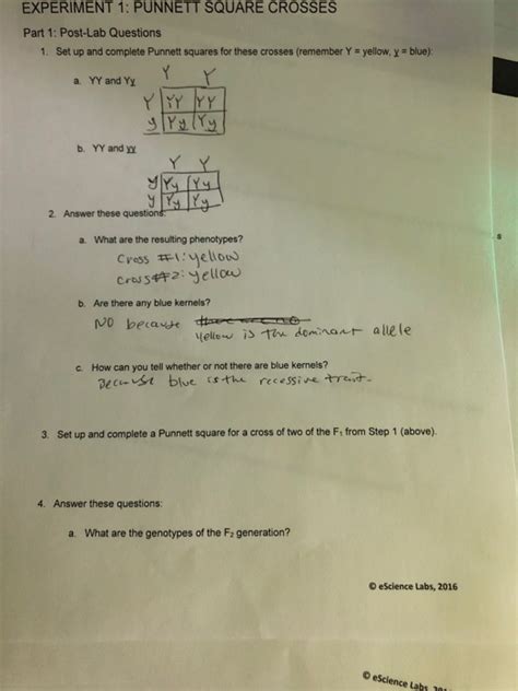 Solved EXPERIMENT 1 PUNNETT SQUARE CROSSES Part 1 Post Chegg