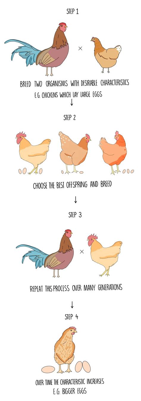 Selective Breeding Diagram What Is Selective Breeding Answered