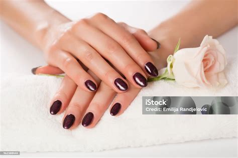 하얀 수건에 틴 셀에 및 흰색 바탕에 분홍색 장미와 보라색 손톱 폴란드어 여성 손 가까운에 대한 스톡 사진 및 기타 이미지 가까운 건강한 생활방식 검은색 Istock