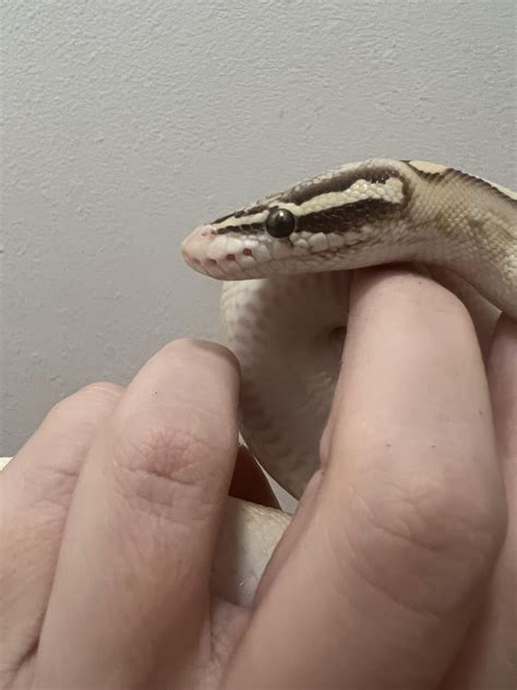 Slithy R Niceballpythons