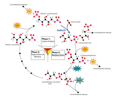 The Calvin Cycle Aka Light Independent Reactions