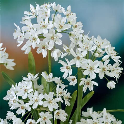 Allium Cowanii Bulbs Buy Online Boston Bulbs