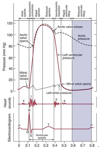 Lec Cardiac Cycle And Clinical Application Flashcards Quizlet