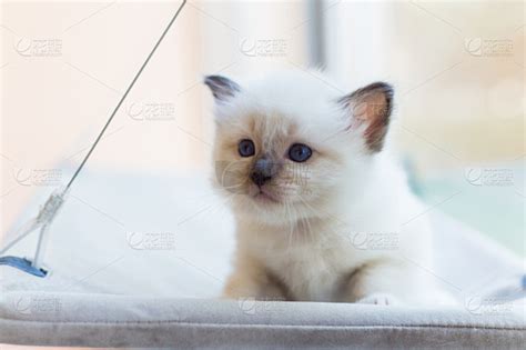 小猫 缅甸猫 分离着色 灵性 美术肖像 水平画幅 猫 进行中 嬉戏的 大特写