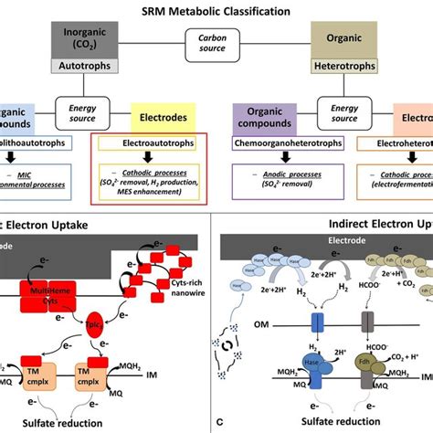 A Metabolic Classification Of The Sulfate Reducing Microorganisms Download Scientific Diagram