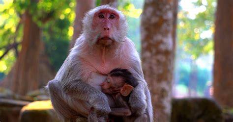Cute Baby Monkey Videos Download Free K Hd Stock Footage Clips Pixabay
