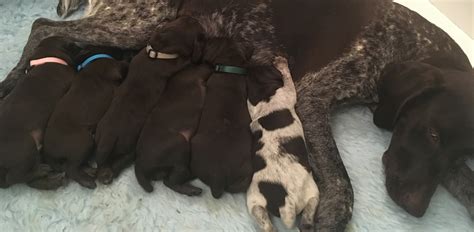 German Shorthaired Pointer Newborn Puppies