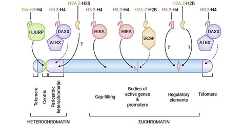 What Are Histone Variants Cusabio