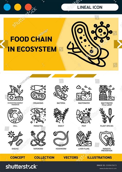 Food Chain Icons Set Lineal Style Stock Vector Royalty Free