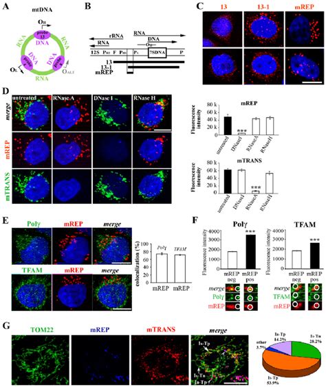 Identification Of Mtdna Initiation Of Replication A Schematic Download Scientific Diagram