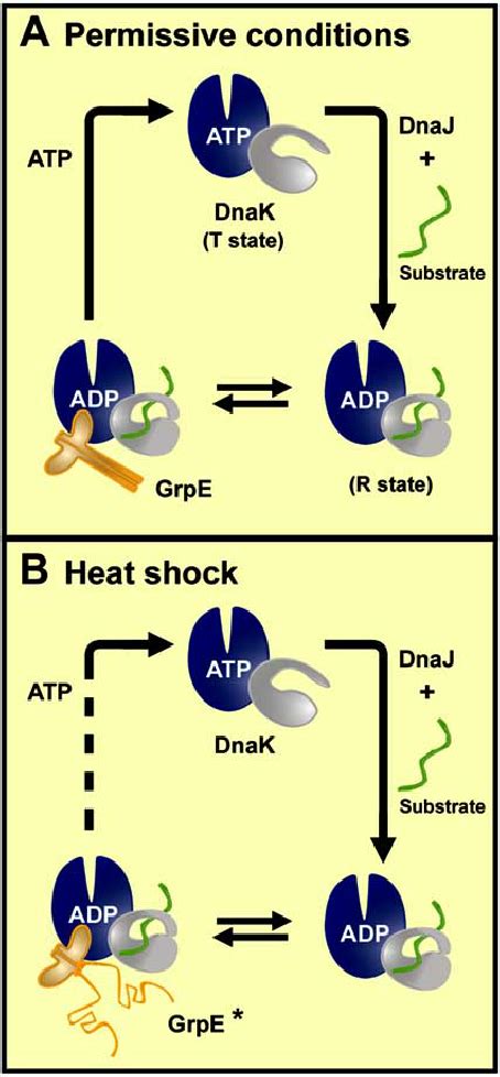 Model Of The F Unctional Cycle Of Dnak At Permissive And Stress