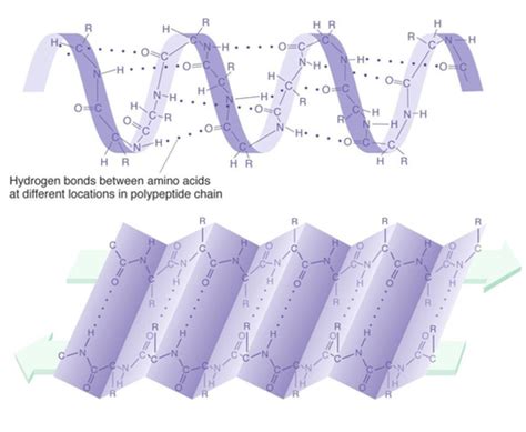 Proteins Secondary Structure Flashcards Quizlet
