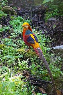 Phoenix Mythology Wikipedia