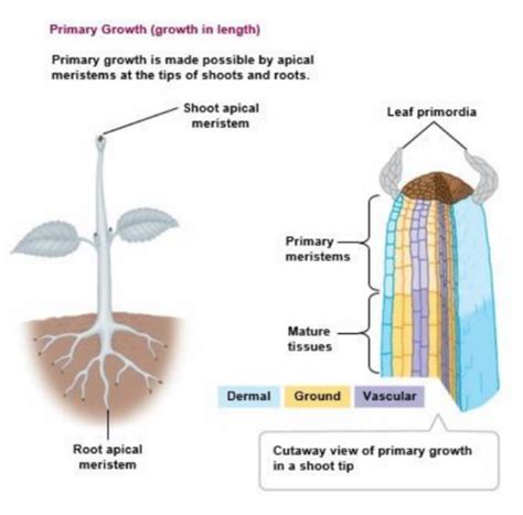 Secondary Growth Flashcards Quizlet