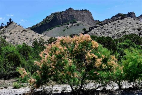 ვაშლოვანის სახელმწიფო ნაკრძალი Travel In Georgia